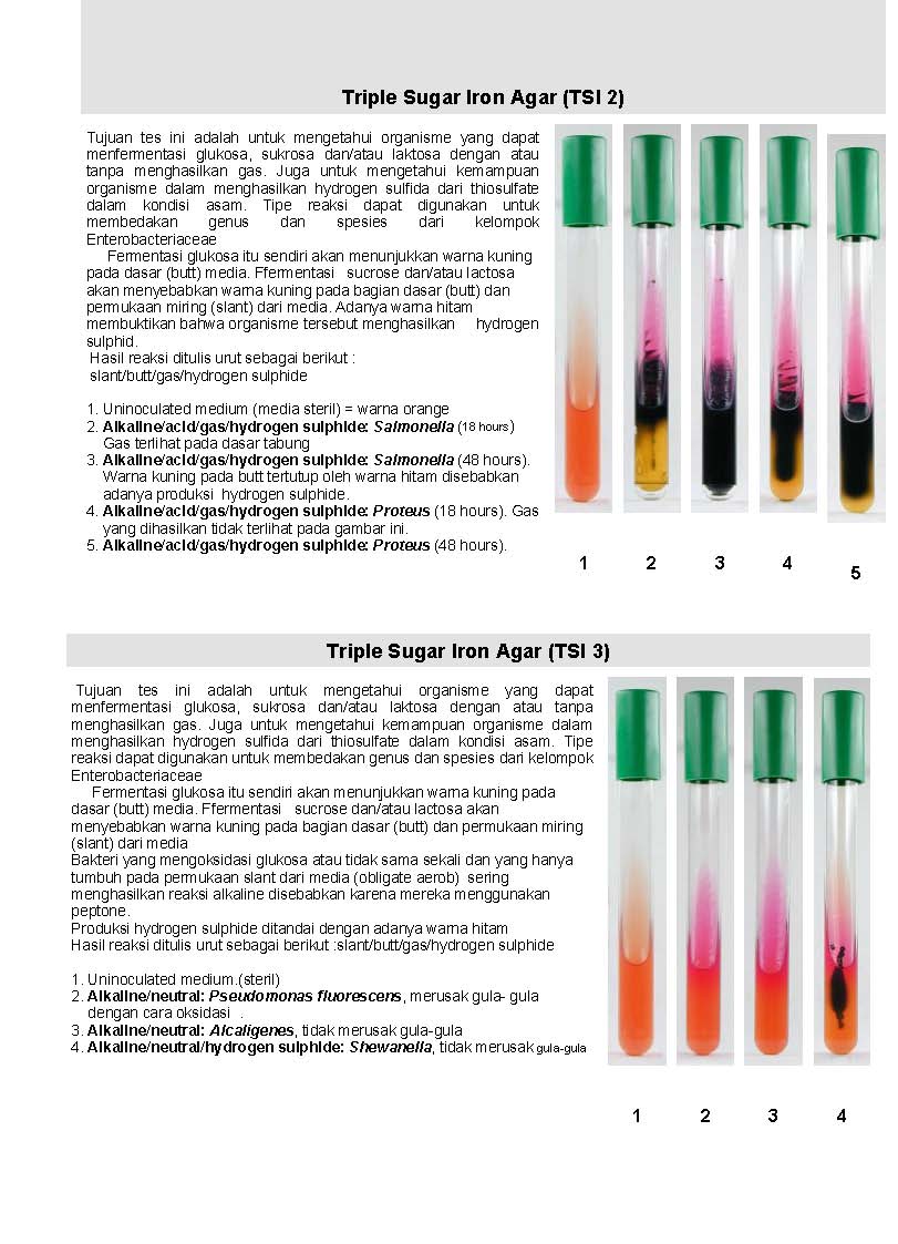 MIKROBIOLOGI UNTUK TEHNISI KESEHATAN: UJI BIOKIMIA
