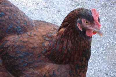 Keeping chickens in the backyard | down to earth