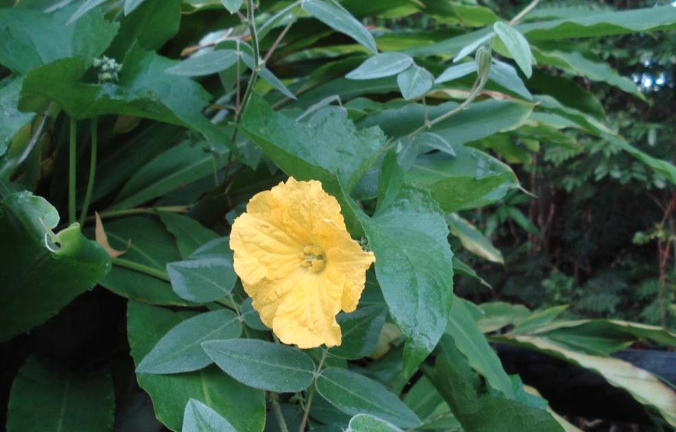 Growing Luffas / Loofahs | down to earth