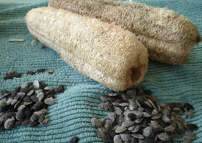 Processing luffas (loofahs) | down to earth