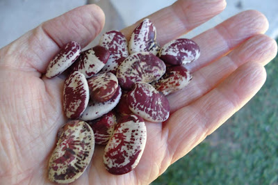 Loving legumes | down to earth