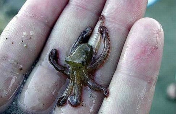AMAZING FABULOUS & AMAZING FINGER SIZED CREATURES | ANIMALS NO LARGER ...