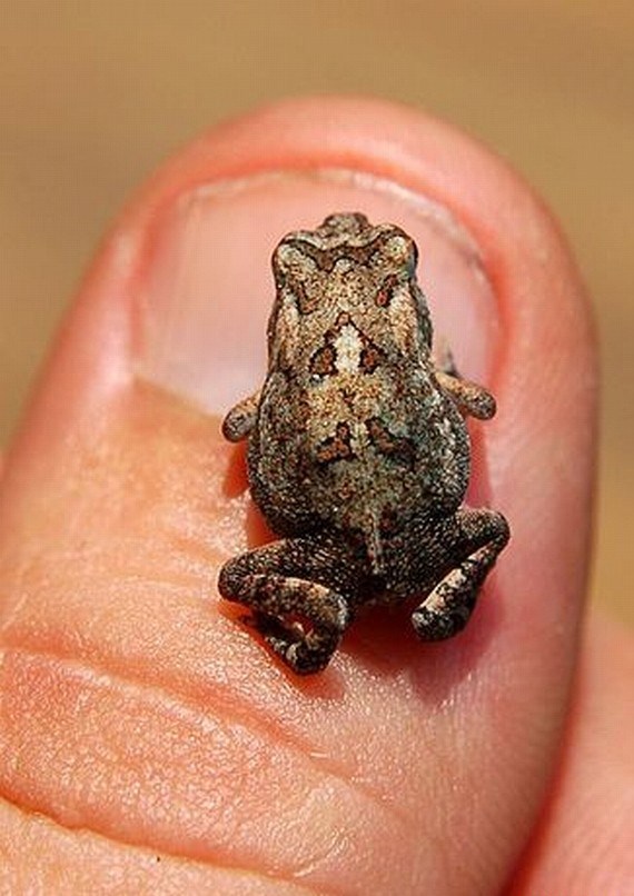 AMAZING FABULOUS & AMAZING FINGER SIZED CREATURES | ANIMALS NO LARGER ...