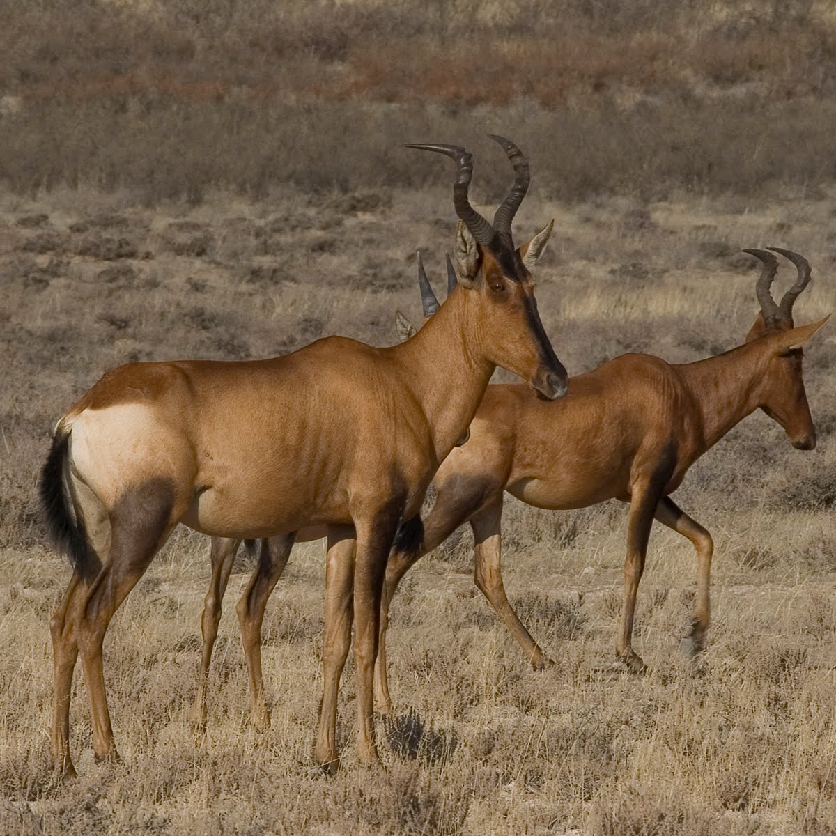 SIDECAR: The Red Hartebeest
