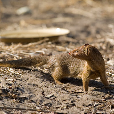 SIDECAR: Una Mangusta Gialla - A Yellow Mongoose