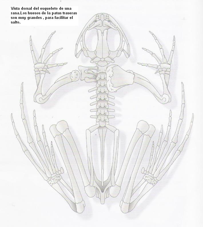 CIENCIAS NATURALES: ESQUELETO DE RANA