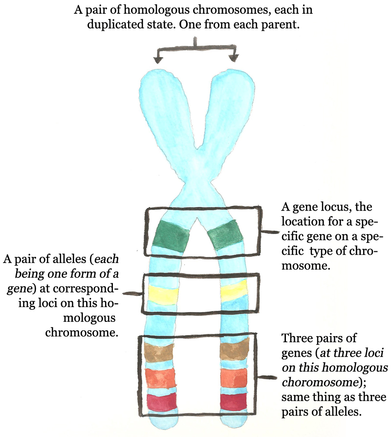 The Visual Aid: Heredity: Patterns of Inheritance