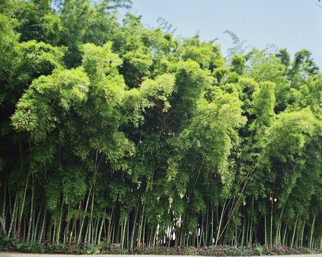 Noticias y Libros: ARMENIA SERÁ EL PUNTO DE ENCUENTRO DE LA GUADUA ANTE ...