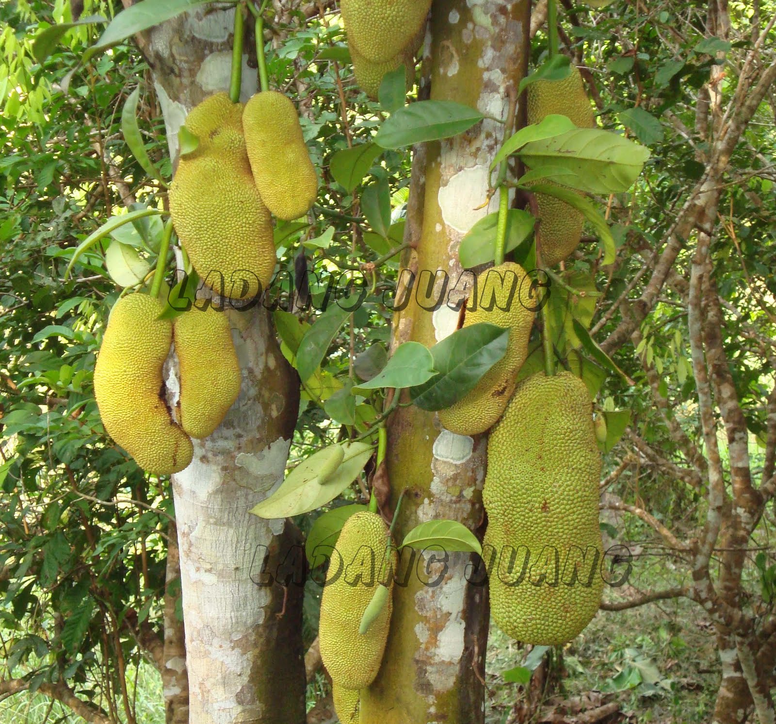 Ladang Juang: Pokok Cempedak