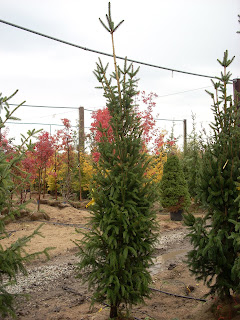 KAT's Hidden Gems: Picea mariana fastigiata 'Wellspire': Wellspire Spruce