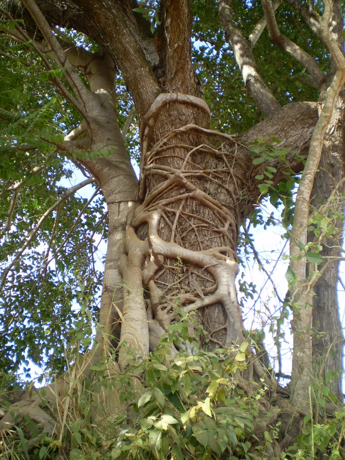 Sebastian Henkelmann - Leben und Treiben: Figueira vermelha (mata-pau)