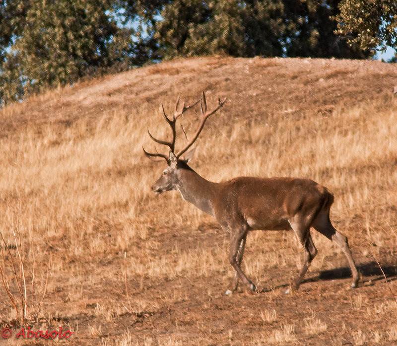 FOTOGRAFÍAS DE NATURALEZA: Ciervo Común (Cervus elaphus)
