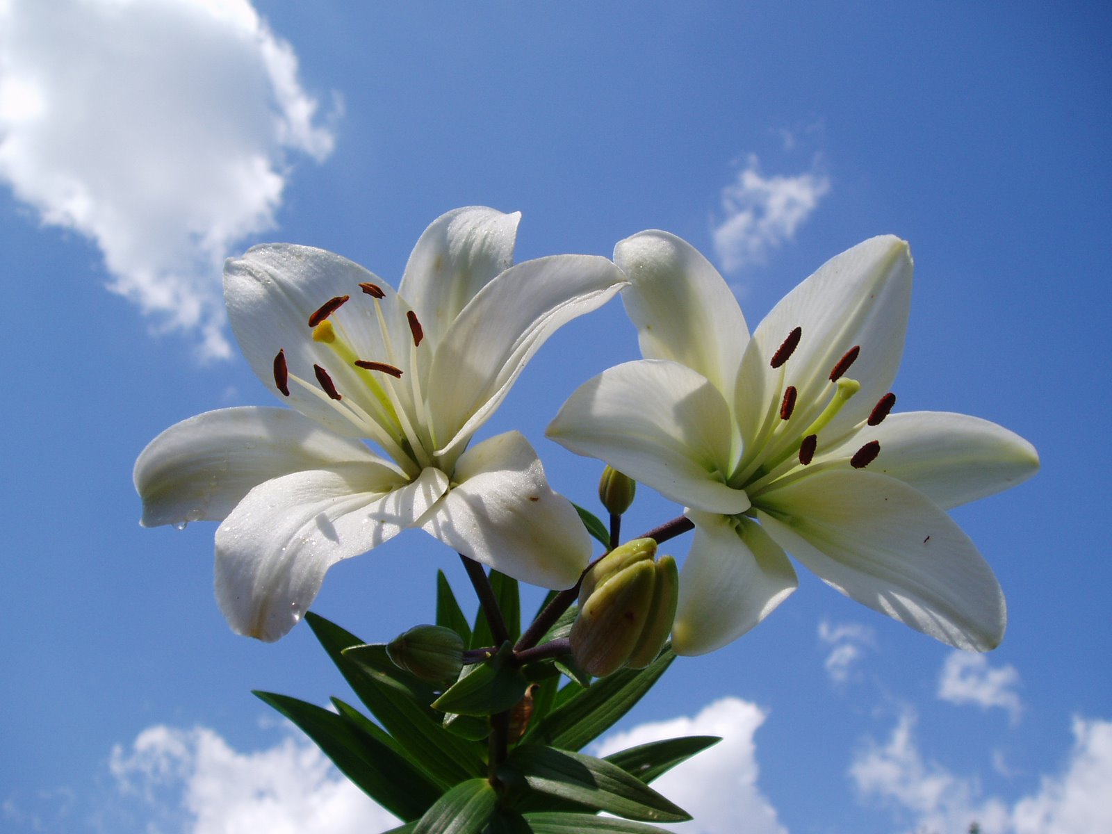 ljiljan+i+nebo.JPG (1600×1200) | Plants