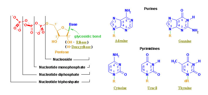 DNA blog: Asam Nukleat