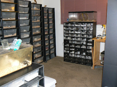 Heather's Herps: Snake Room Tour