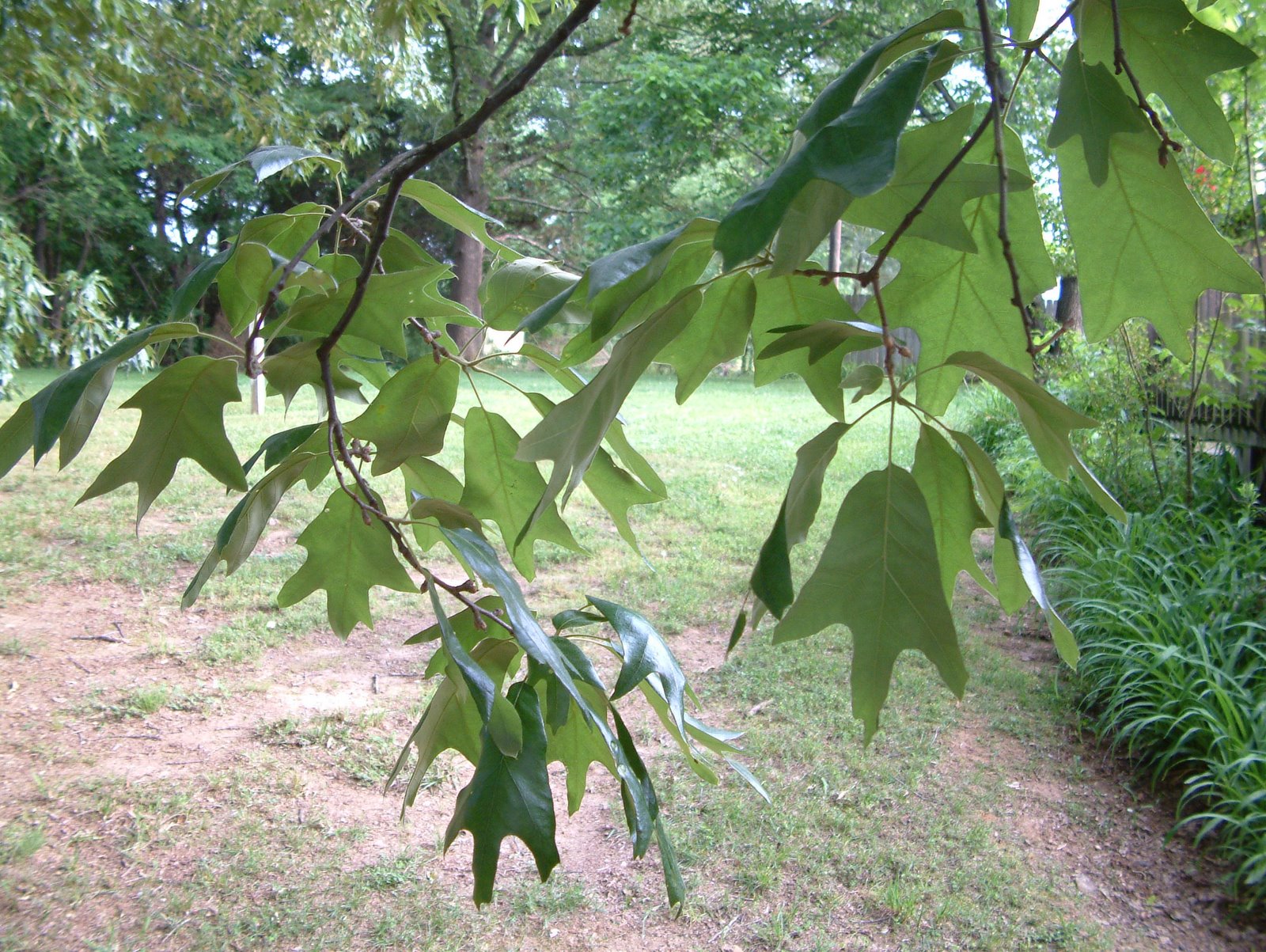 A Year With the Trees: Southern Red Oak - Quercus falcata