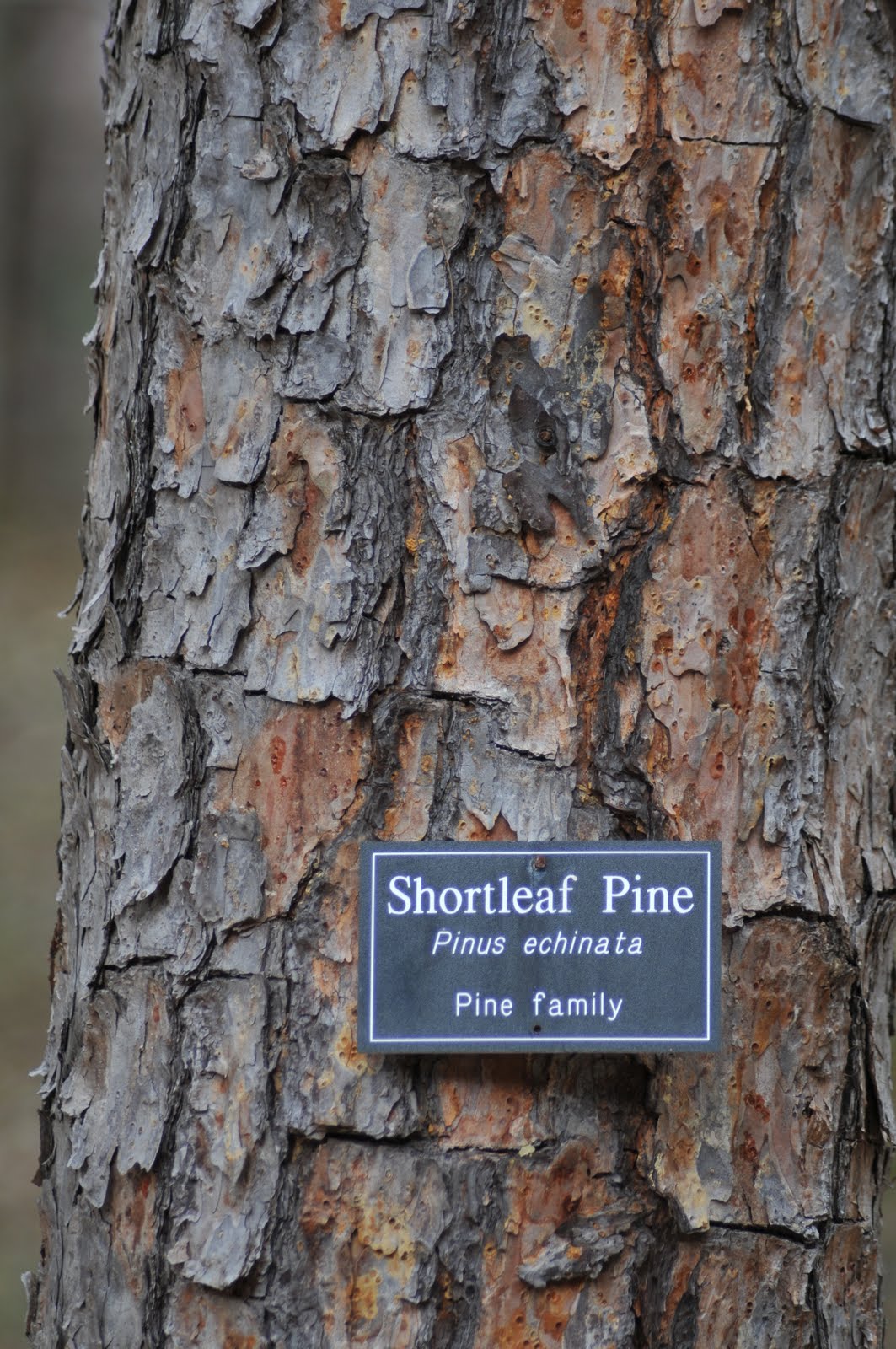 A Year With the Trees: Shortleaf Pine - Pinus echinata