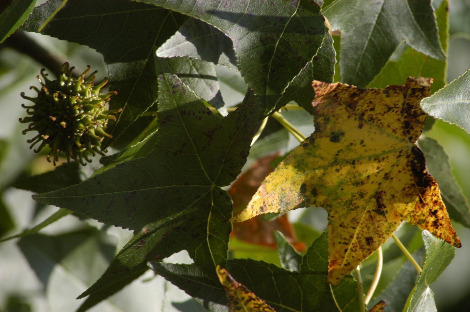 A Year With the Trees: Sweetgum - Liquidambar styraciflua