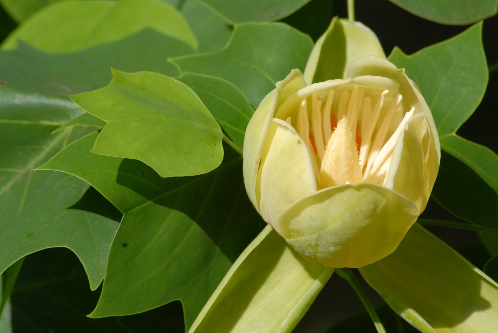 A Year With the Trees: Tulip poplar - Lirodendron tulipifera