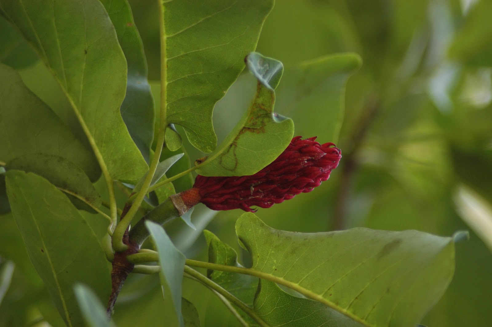 A Year With the Trees: Fraser Magnolia - Magnolia fraseri