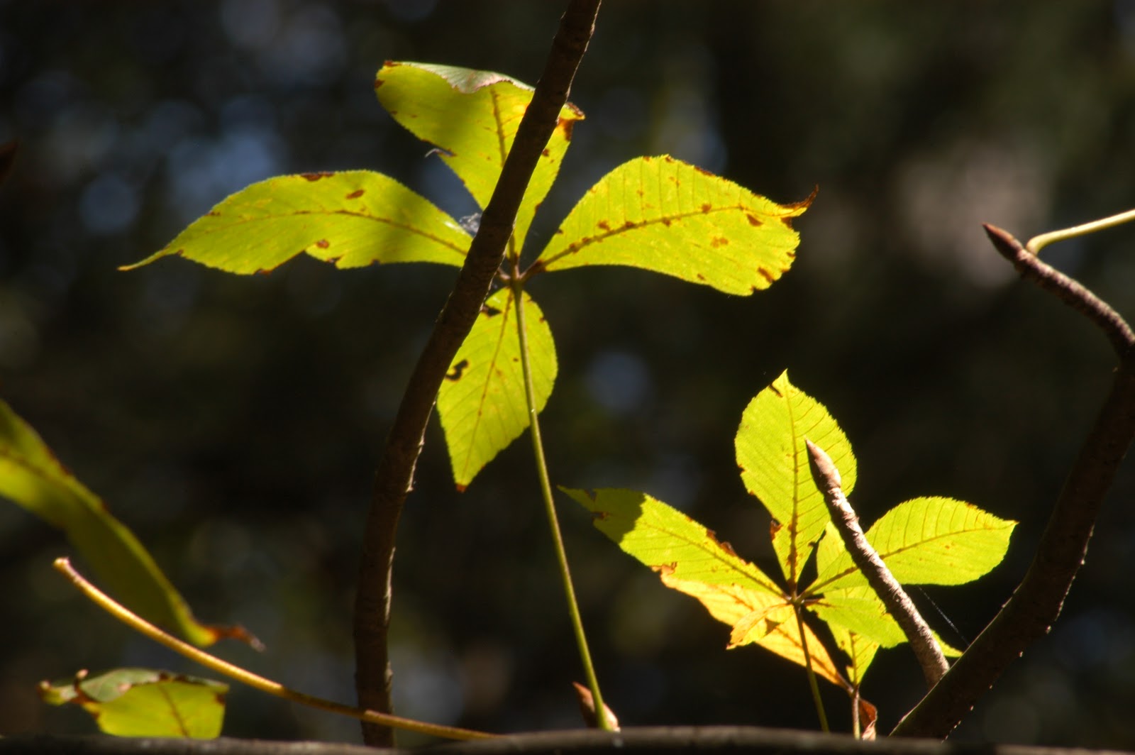 A Year With the Trees: Yellow Buckeye -Aesculus flava