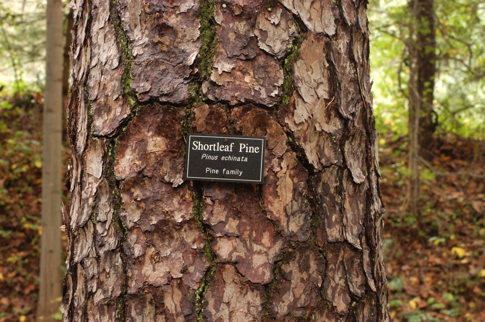 A Year With the Trees: Shortleaf Pine - Pinus echinata