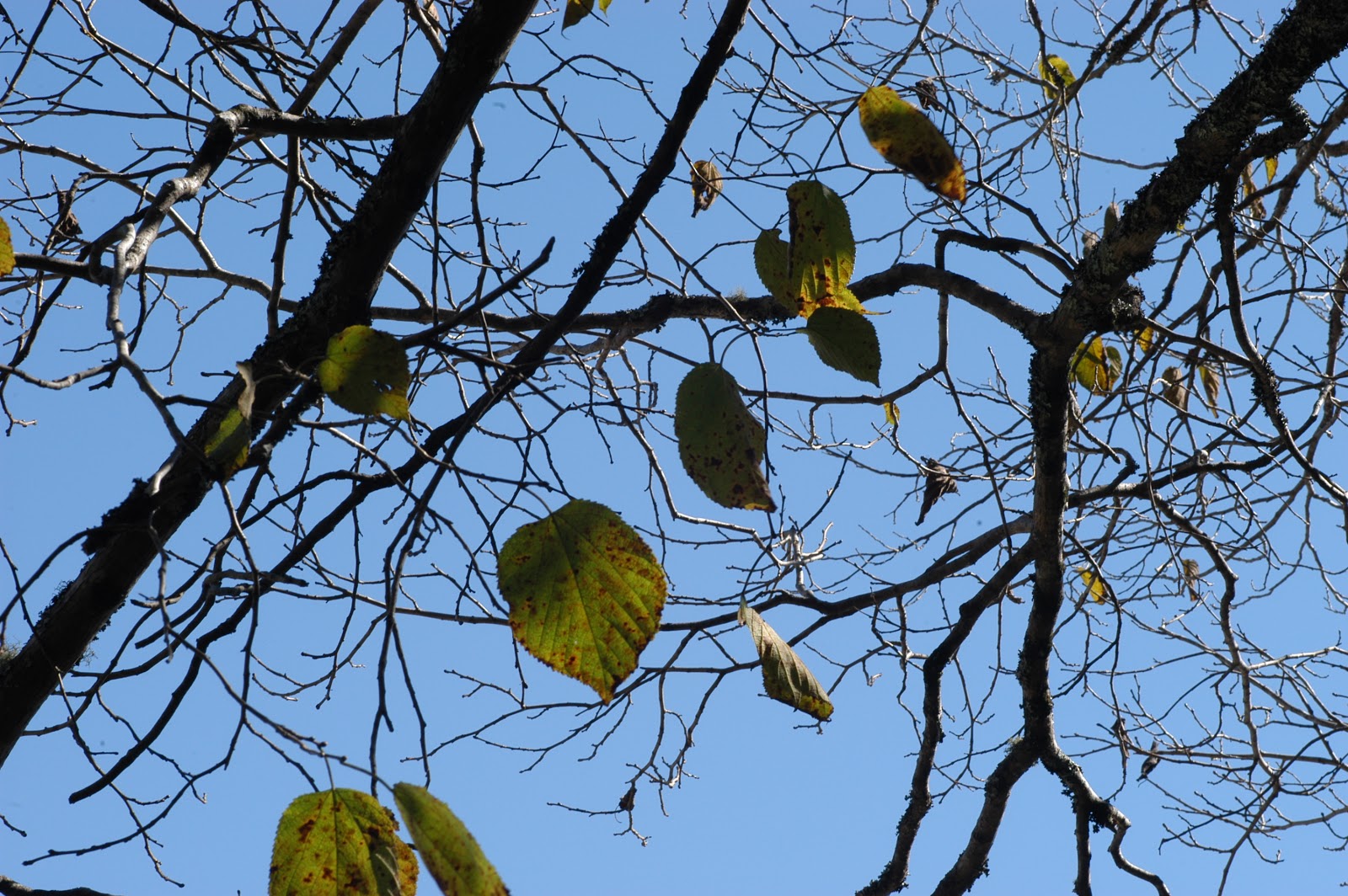 A Year With the Trees: Red Mulberry - Morus rubra
