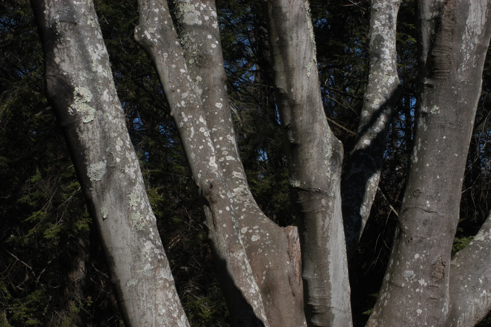 A Year With the Trees: Yellowwood - Cladrastis kentuckea