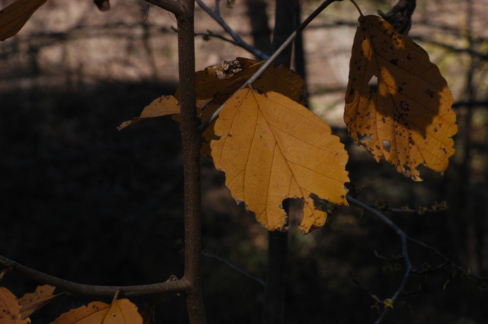 A Year With the Trees: Witch-Hazel - Hamamelis virginiana