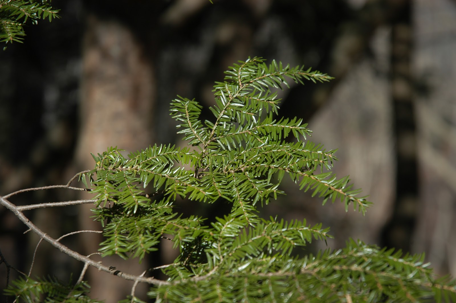 A Year With the Trees: Eastern Hemlock - Tsuga canadensis