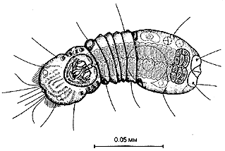 Reino Animalia: Filo Micrognathozoa