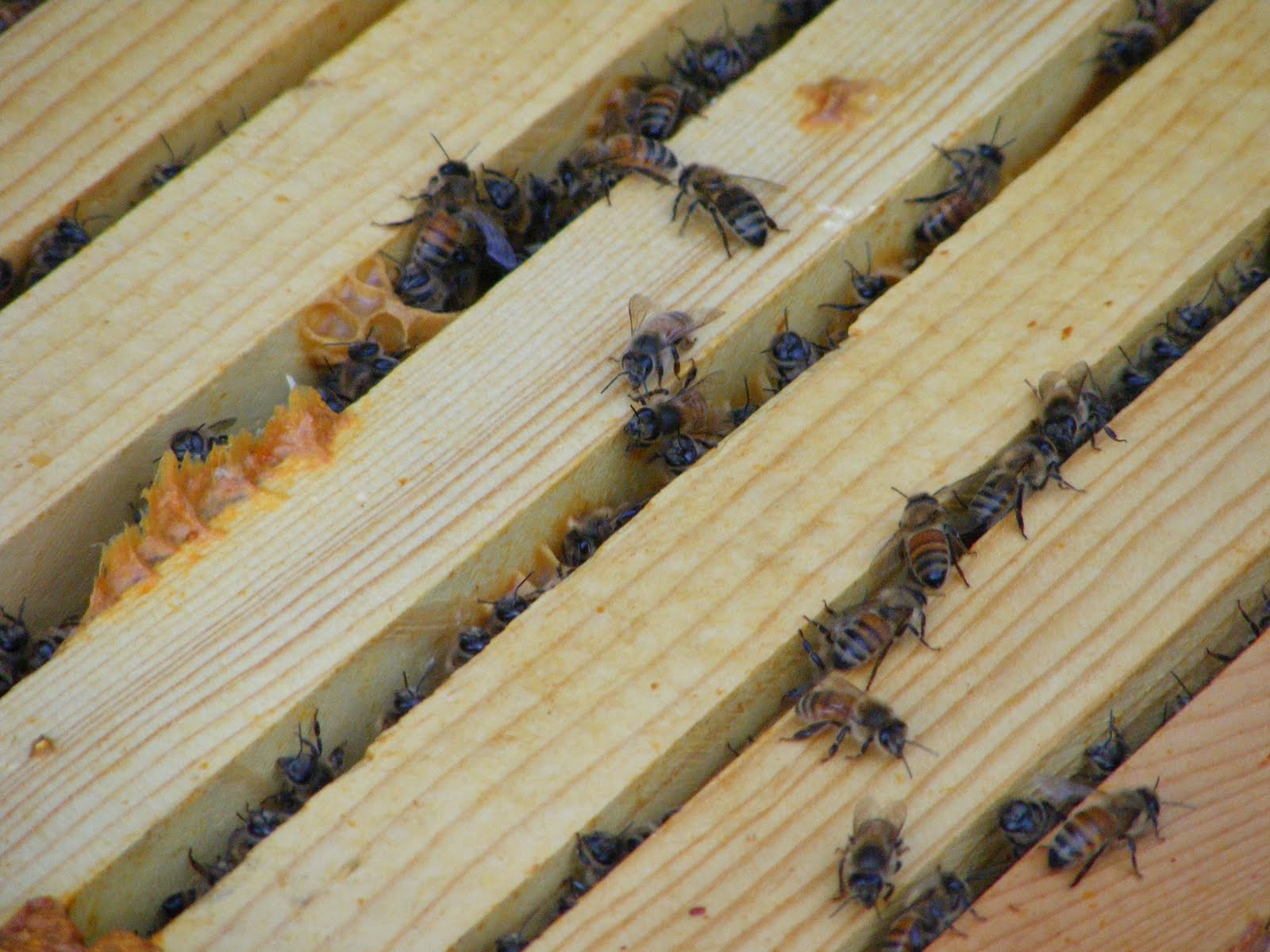 Aloha Windmill Farms: A Buzzzzzzzzzzzzzzzzzy Lab