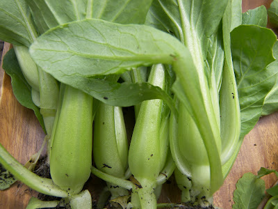 Mastering Horticulture: May 2010