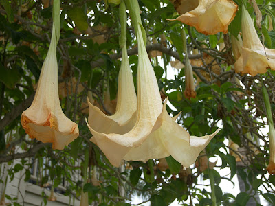 Mastering Horticulture: Angel's Trumpet: For Your Eyes Only