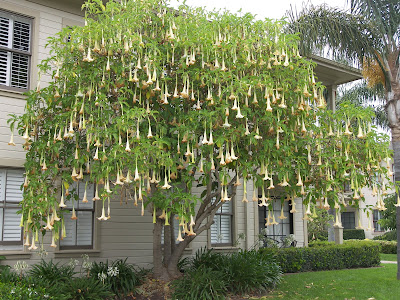 Mastering Horticulture: Angel's Trumpet: For Your Eyes Only