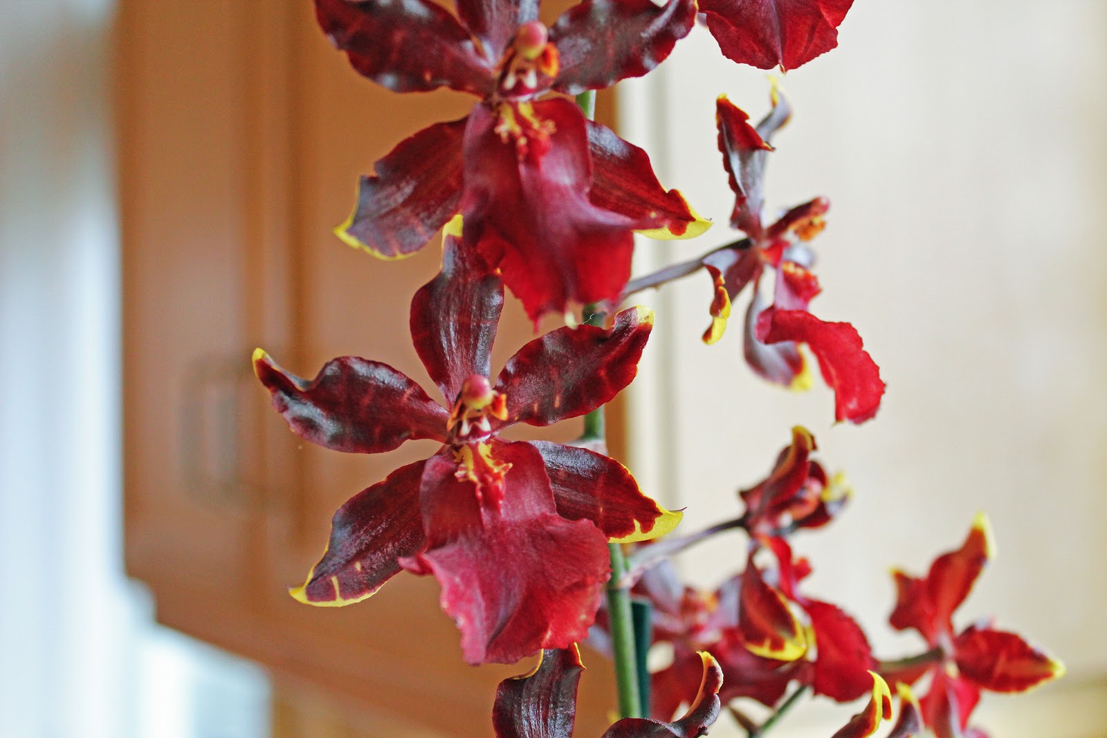 Mastering Horticulture: Oncidium