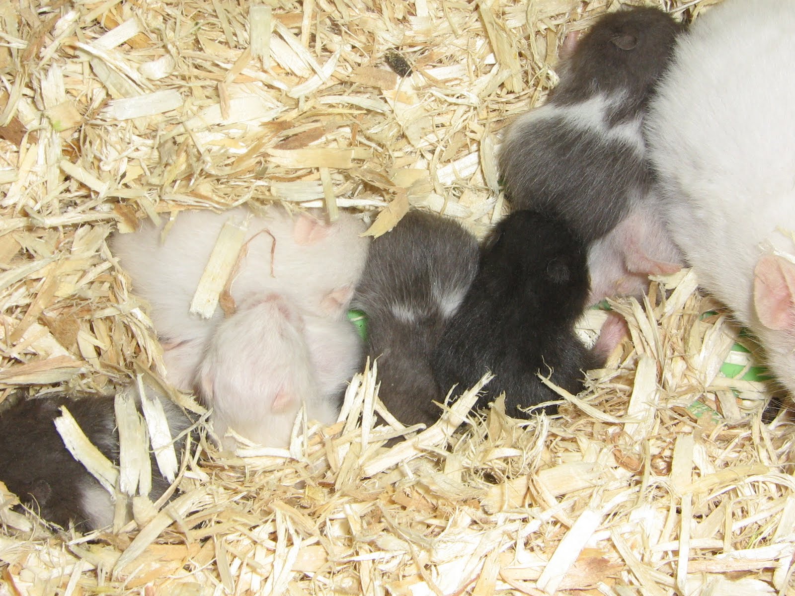 First Beeker: baby hamster impossibilities