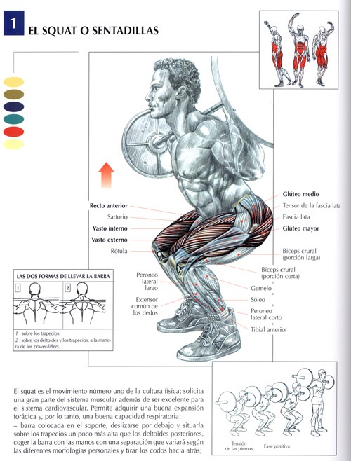 Gym Odyssey: Squat - Sentadilla