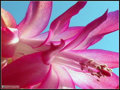 Arta care îmi dă de gândit...: februarie 2011