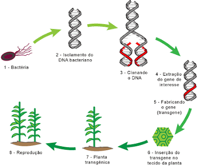 Os Bolas Mistas: Vegetais Transgênicos
