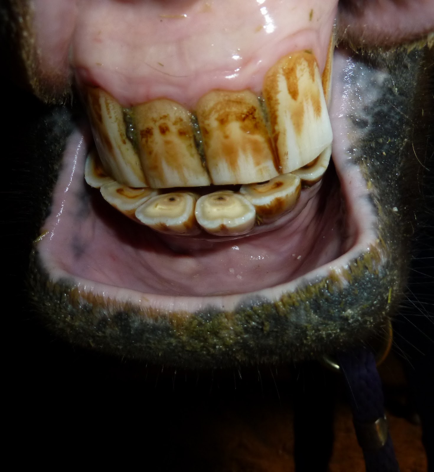 Polymath Chronicles: First Flight