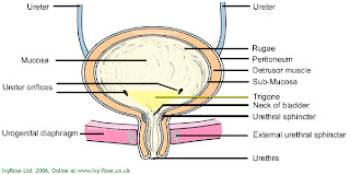 Prolaps Genetalia: Diagram of the Female Bladder and Urethra