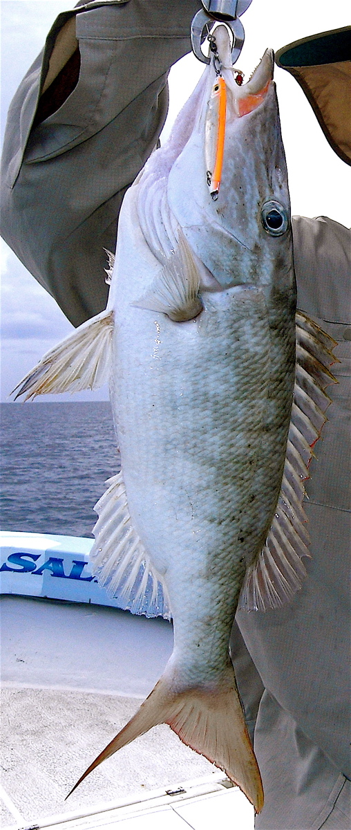 TopWaterGame: Fishing in Palau