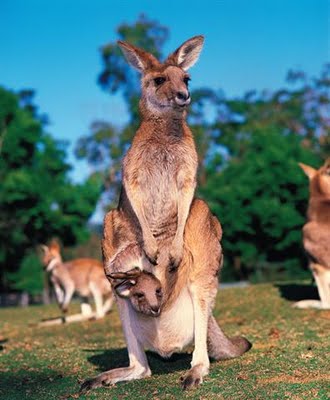 Blog da Ciência: Canguru