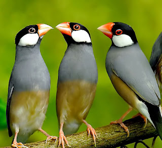 Blog da Ciência: Pardal de java