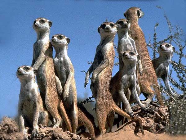 Blog da Ciência: Suricata
