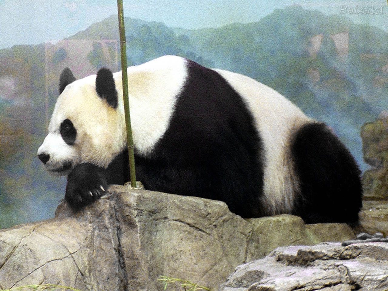 Blog da Ciência: Panda gigante
