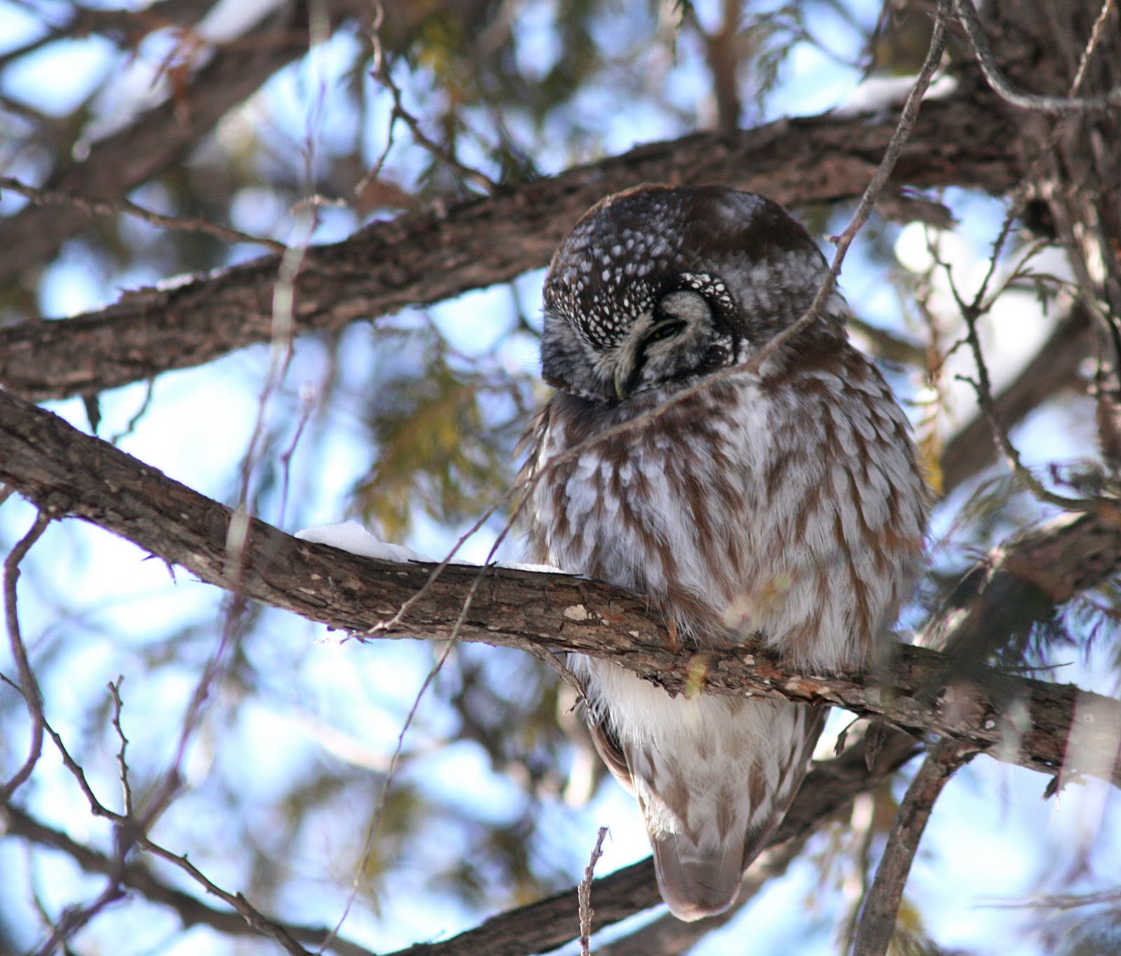 Mes petits oiseaux: Duo de petits hiboux