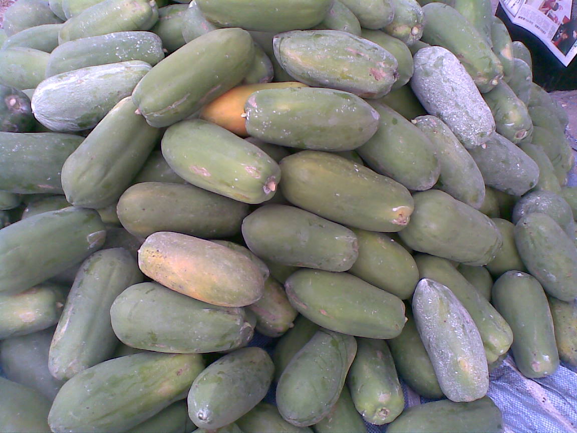 Lekir Agro: Manual Tanaman Betik Sekaki