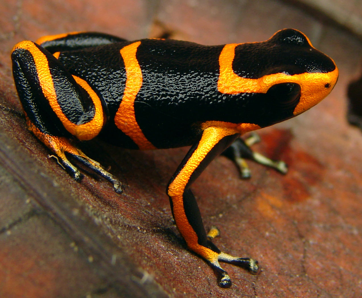 ranas venenosas de sudamerica - Buscar con Google | Ranas